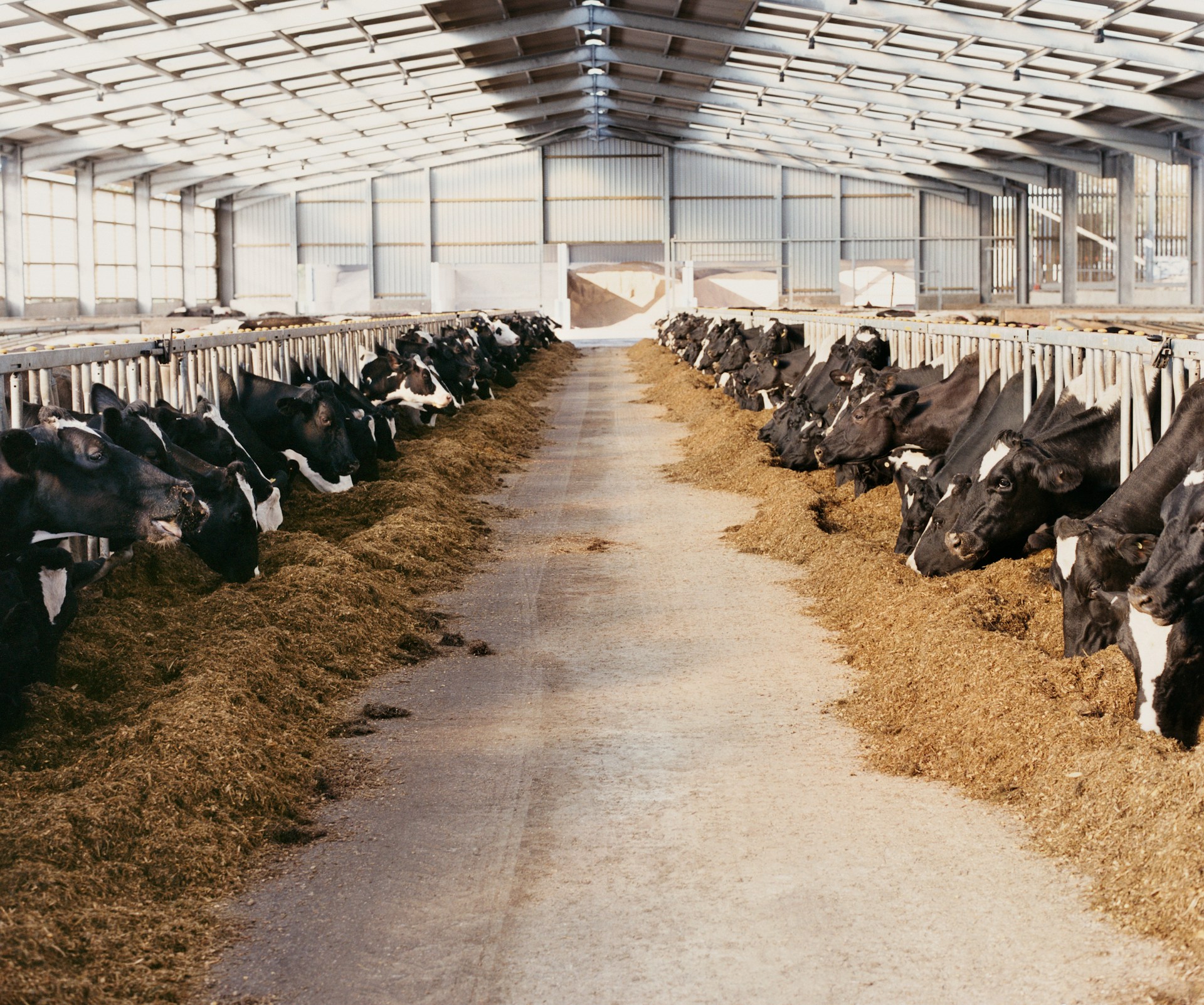 How to Keep Livestock Safe with Purpose-Built Sheds - Flat Pack Houses